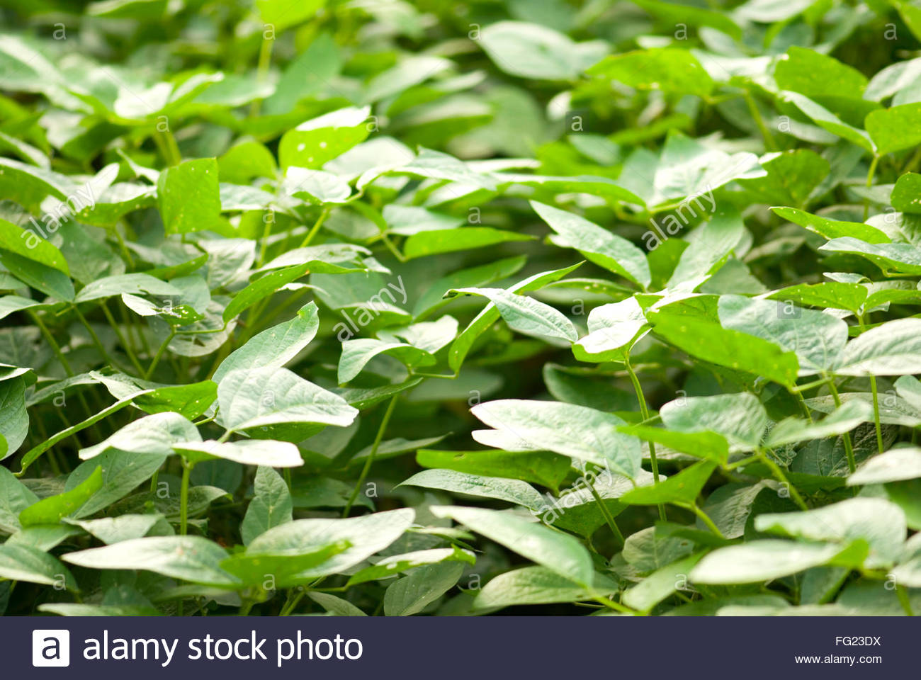 Soybean Crop Stock Photos & Soybean Crop Stock Images - Alamy