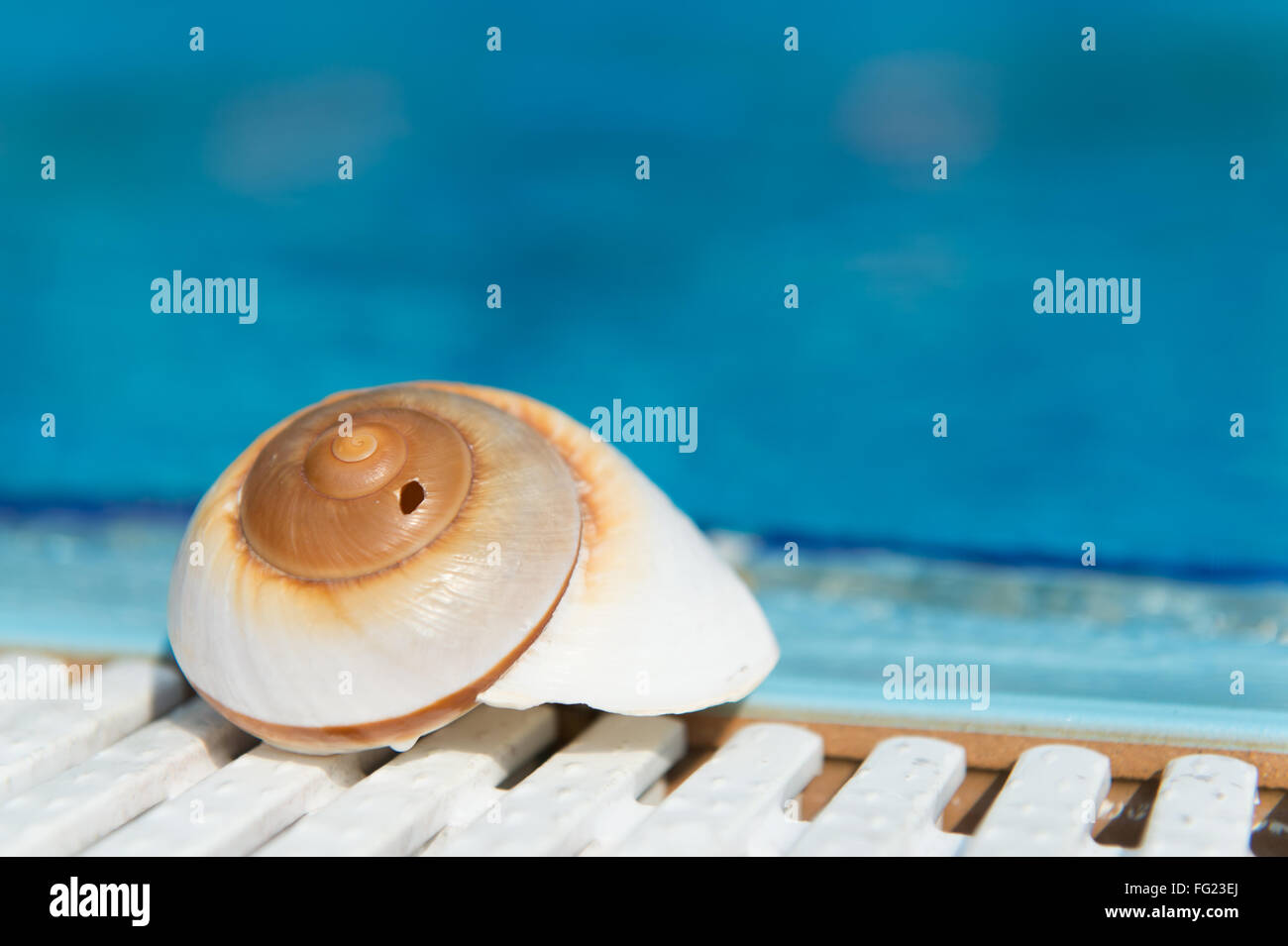 Shell at outdoor swimming pool Stock Photo - Alamy