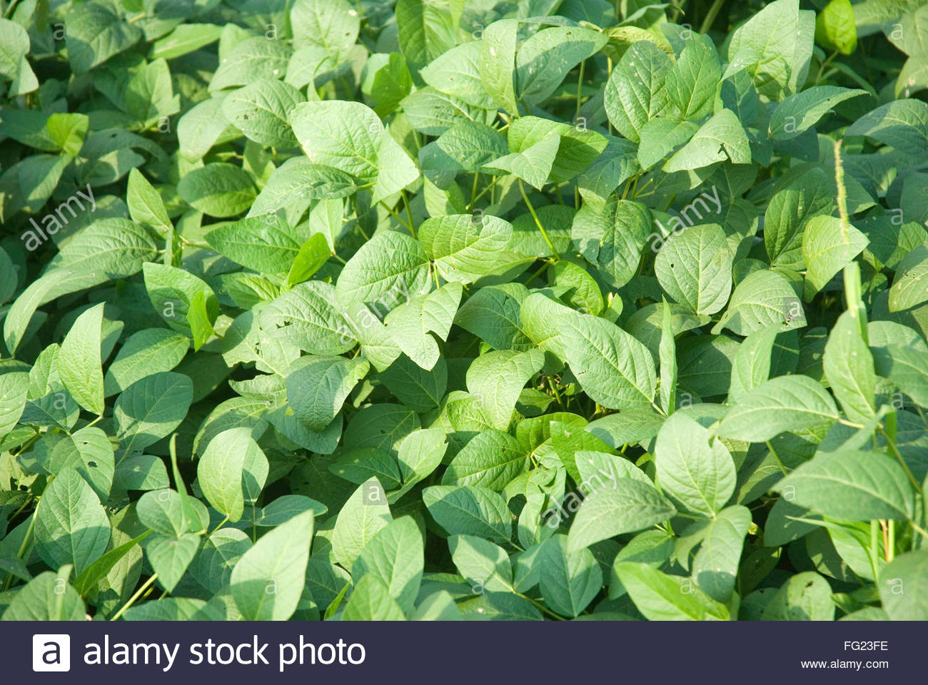 Soybean Crop Stock Photos & Soybean Crop Stock Images - Alamy