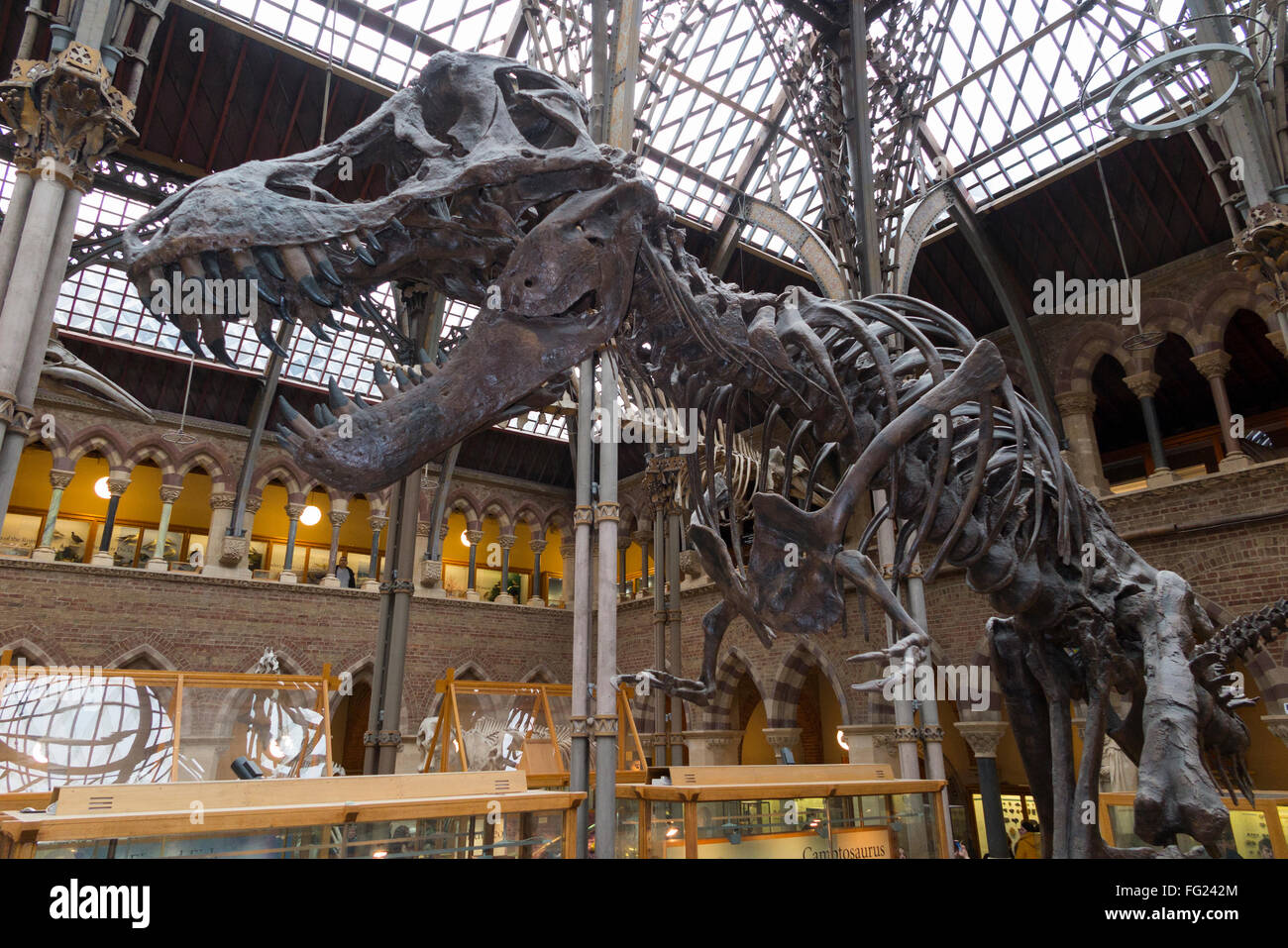 T. Rex / Tyrannosaurus rex skeleton cast in the main gallery of The ...