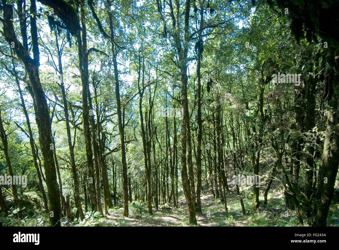 Deep green forest at Surkunda devi hill near Kaddukhal , Uttaranchal ...
