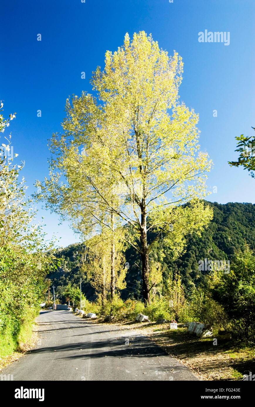 North side of tree hi-res stock photography and images - Alamy