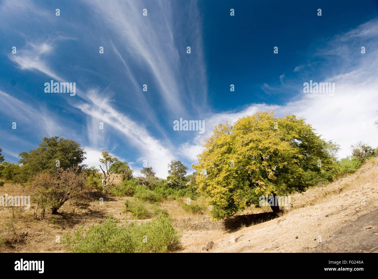 Landscape of great tree of tamarind chinch at Gavilgad fort Chikhaldara ...