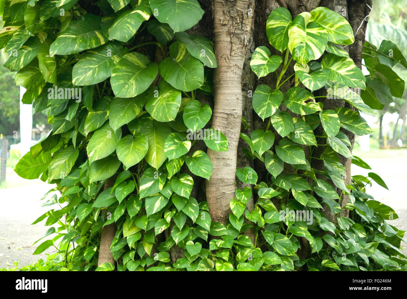 222981 hi-res stock photography and images - Alamy