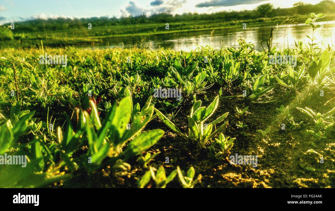 Plants Growing On Lakeshore Stock Photo - Alamy