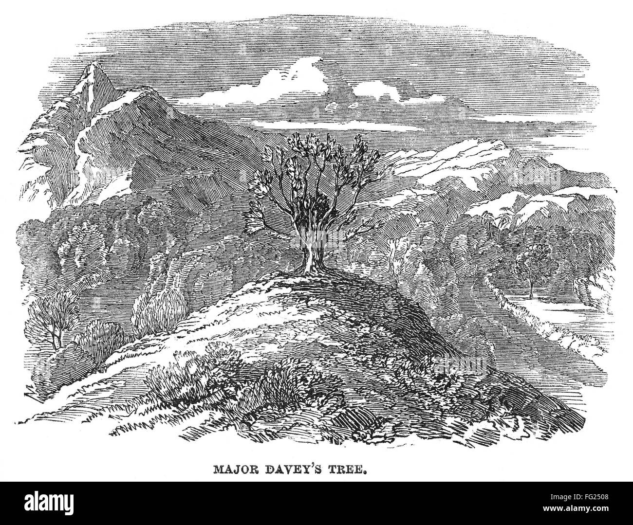 CEYLON: MAJOR DAVEY'S TREE. /nMajor Davey's tree in Ceylon, the site of ...