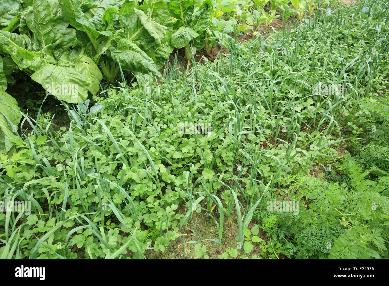 variety vegetable crops in growth at garden Stock Photo - Alamy