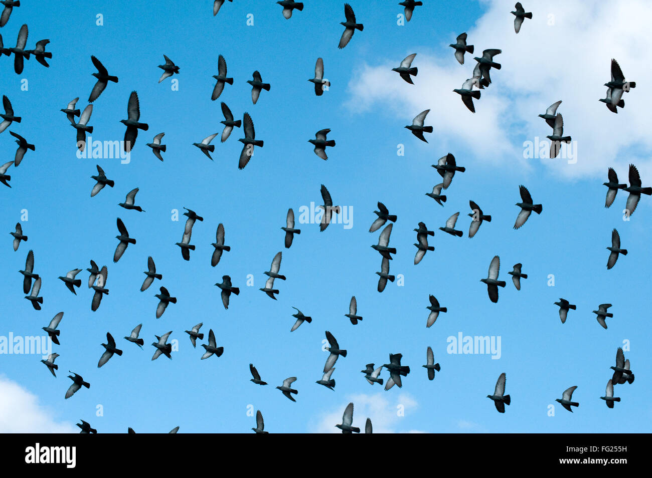 Flying doves hi-res stock photography and images - Alamy