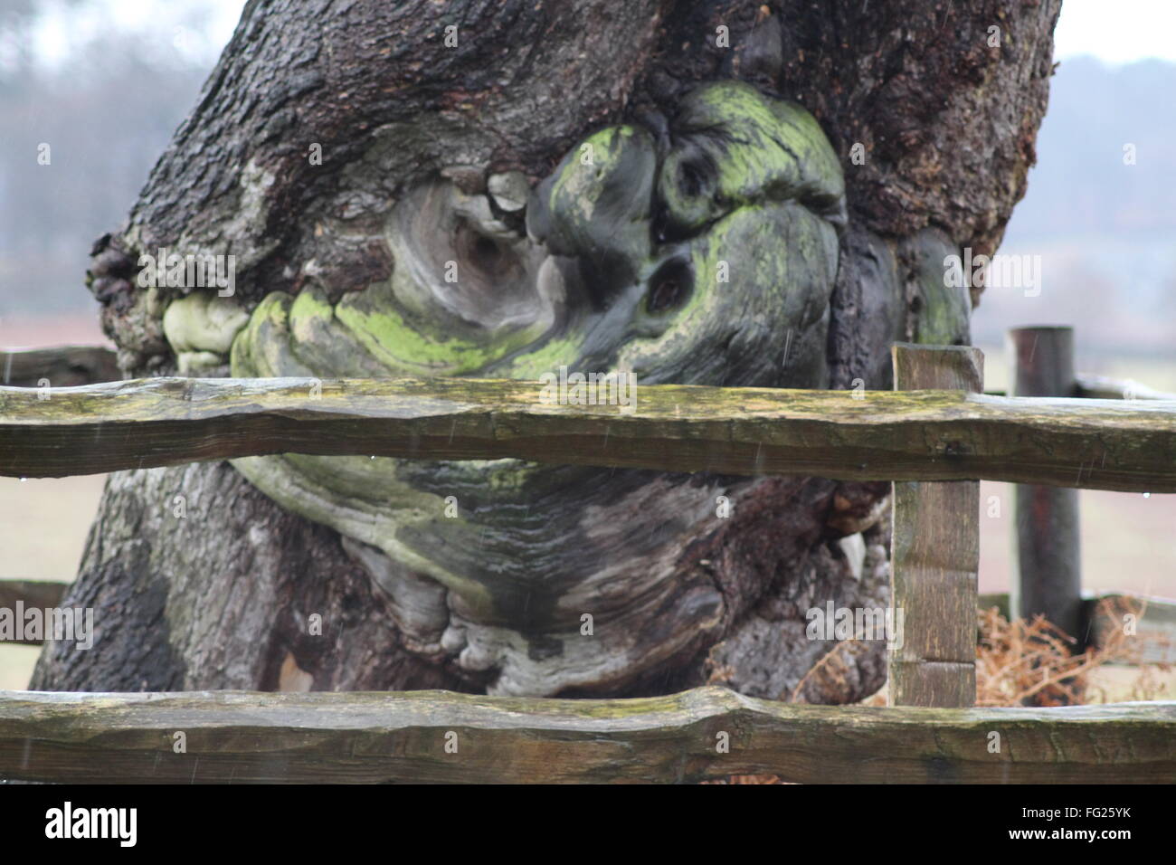 Weird tree hi-res stock photography and images - Alamy