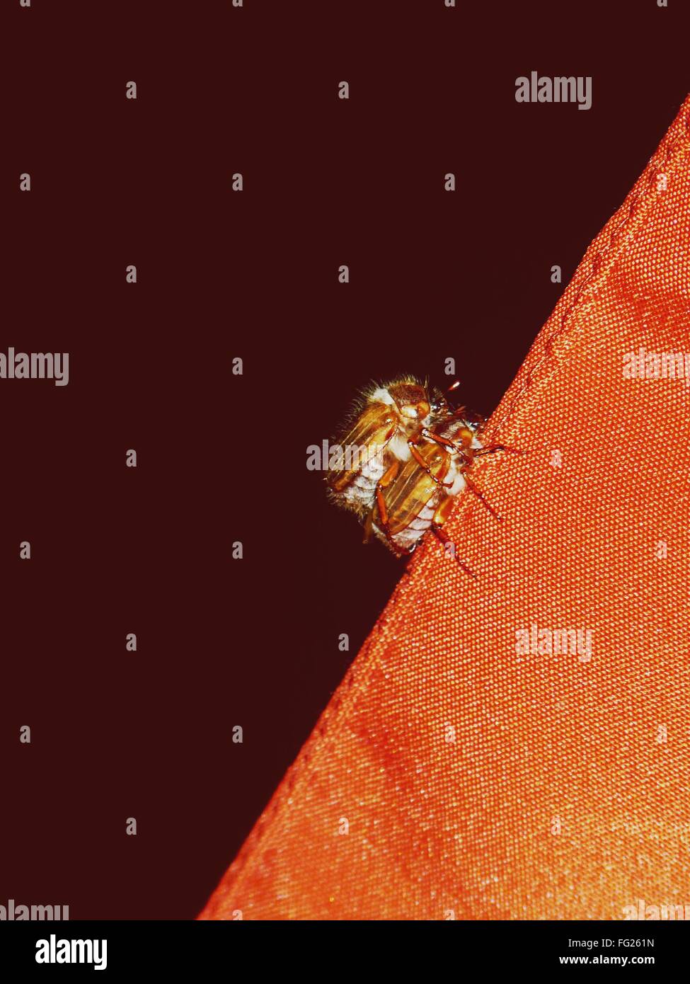 Insects side view hi-res stock photography and images - Alamy