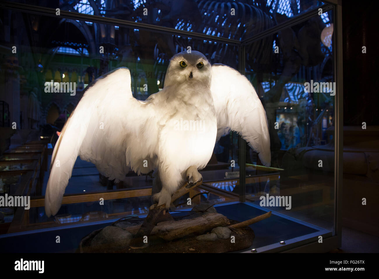 Stuffed taxidermied owl on display in the gallery of The Oxford ...