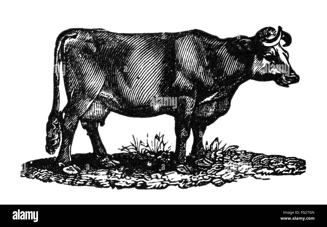 COW, 19th CENTURY. /nMetal typefounder's cut by The United States Type ...