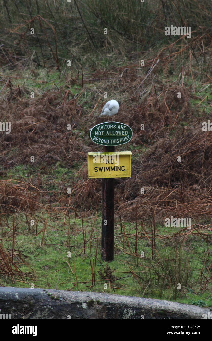 Seagul hi-res stock photography and images - Alamy