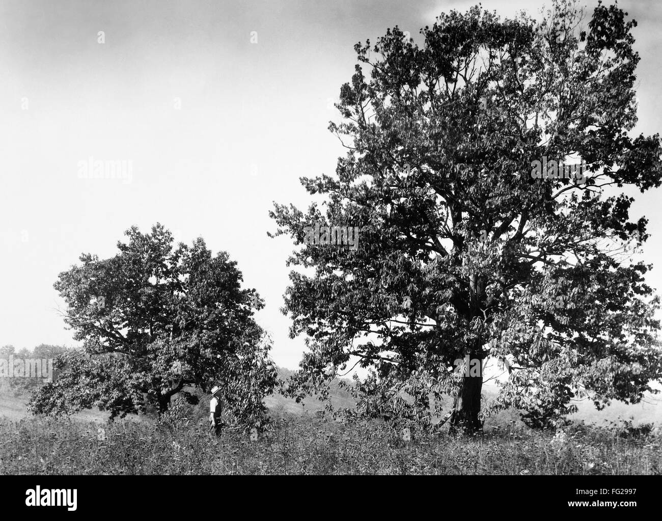 OHIO: CHESTNUT TREE, 1950. /nChestnut trees at Clark Fork State Forest ...