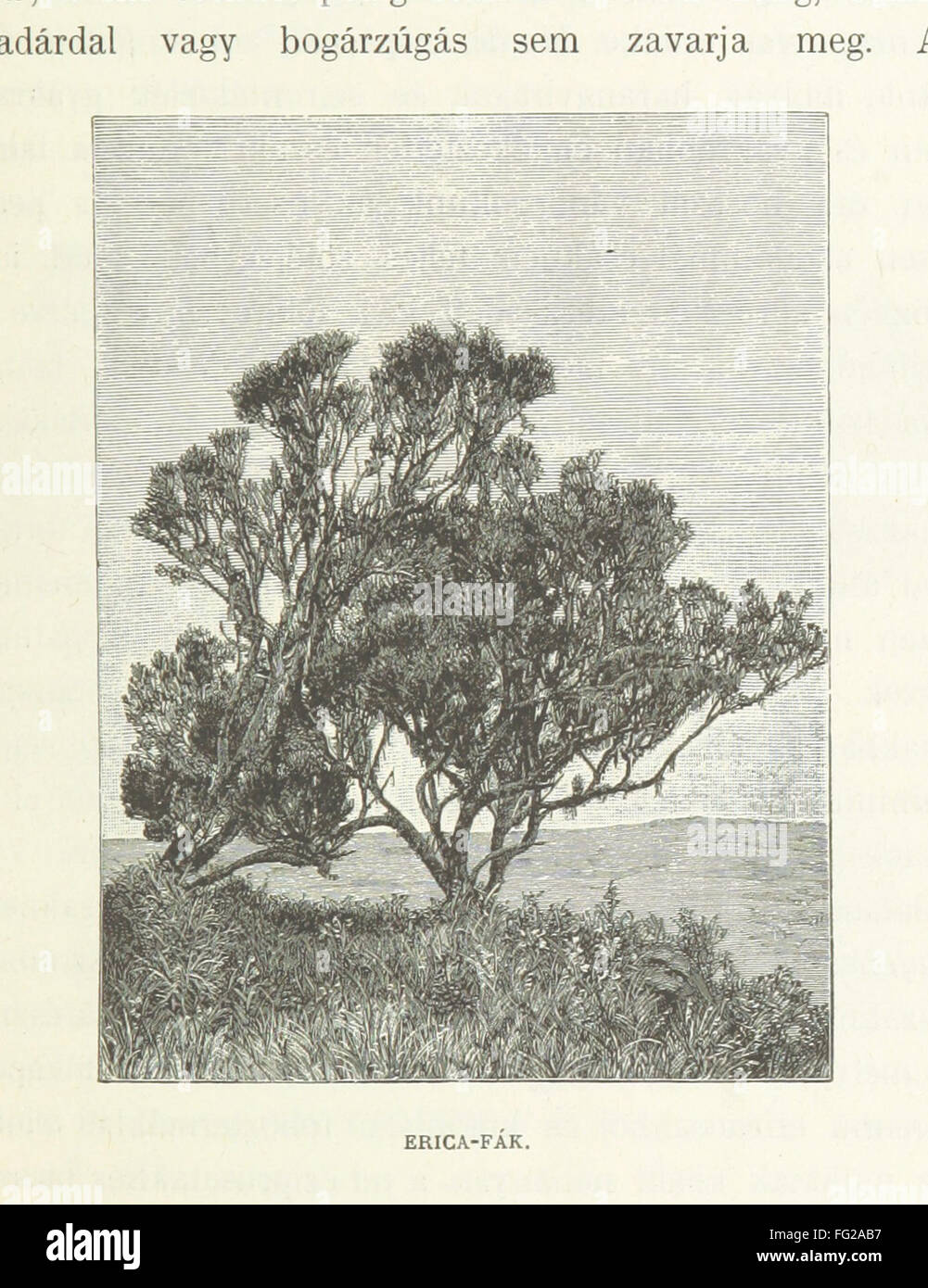 Teleki samuel hi-res stock photography and images - Alamy