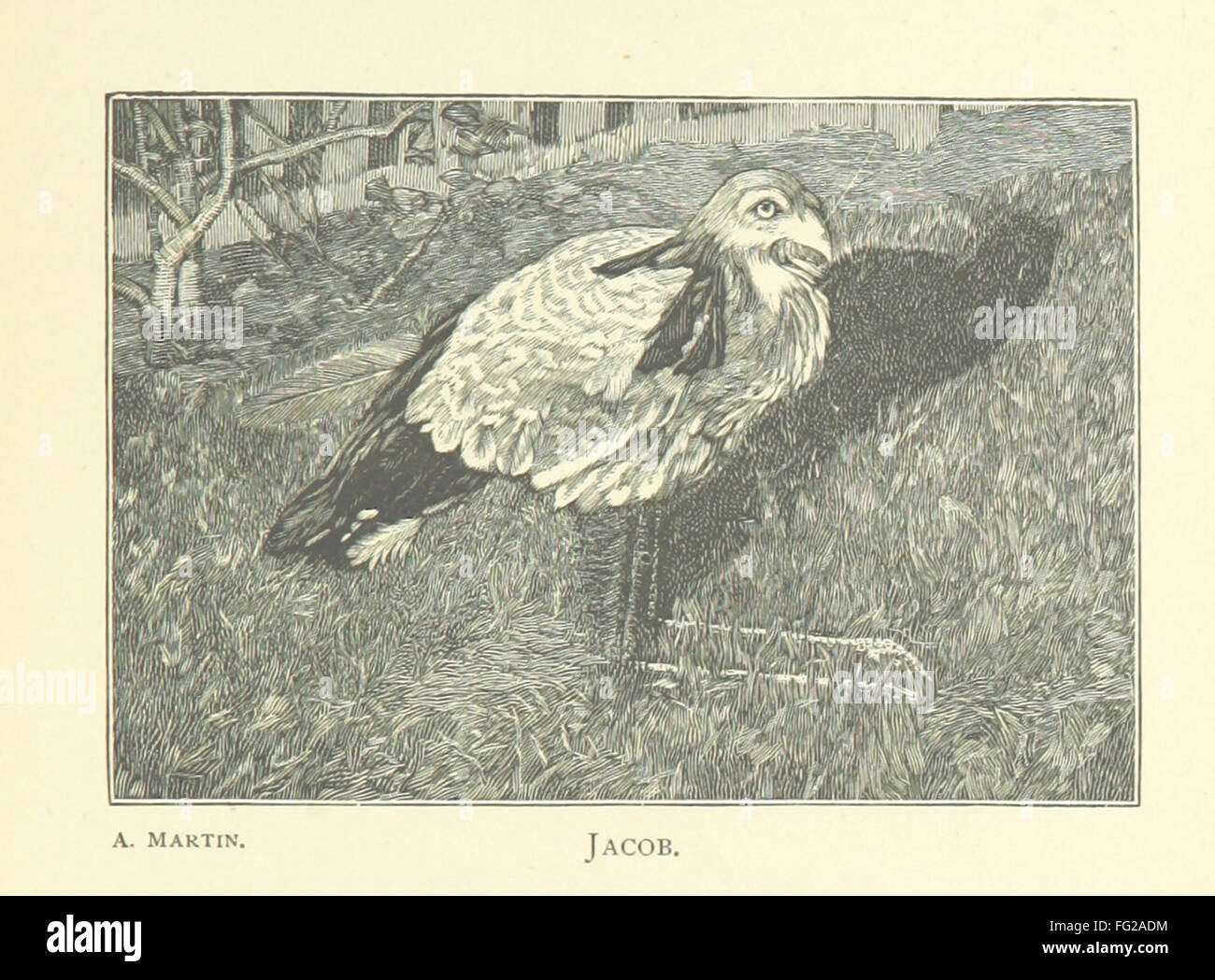 'Home Life on an Ostrich Farm' is a vintage book describing the daily ...