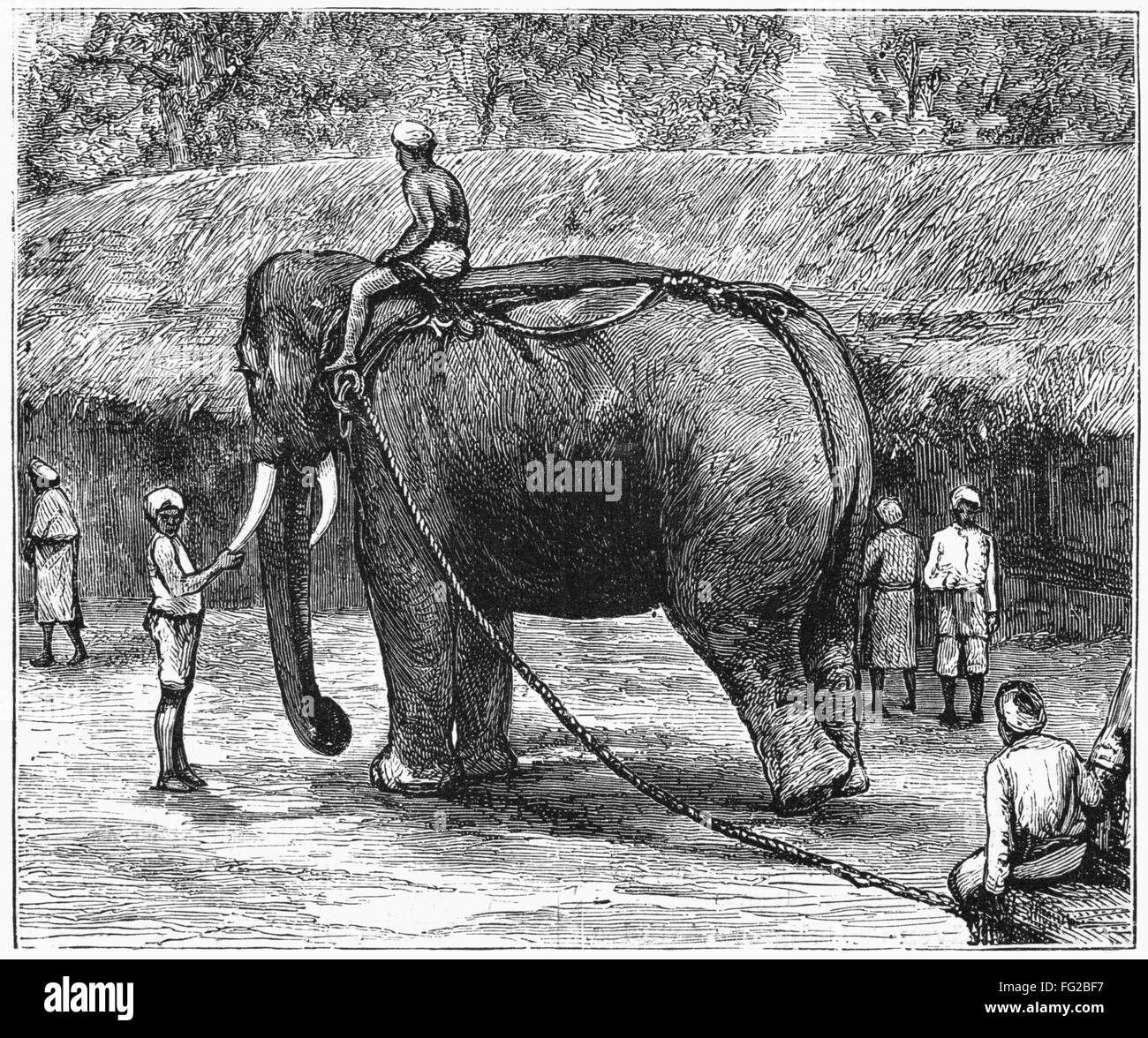 ELEPHANT LABOR, 1874. /nAn elephant hauling timber in Sri Lanka ...