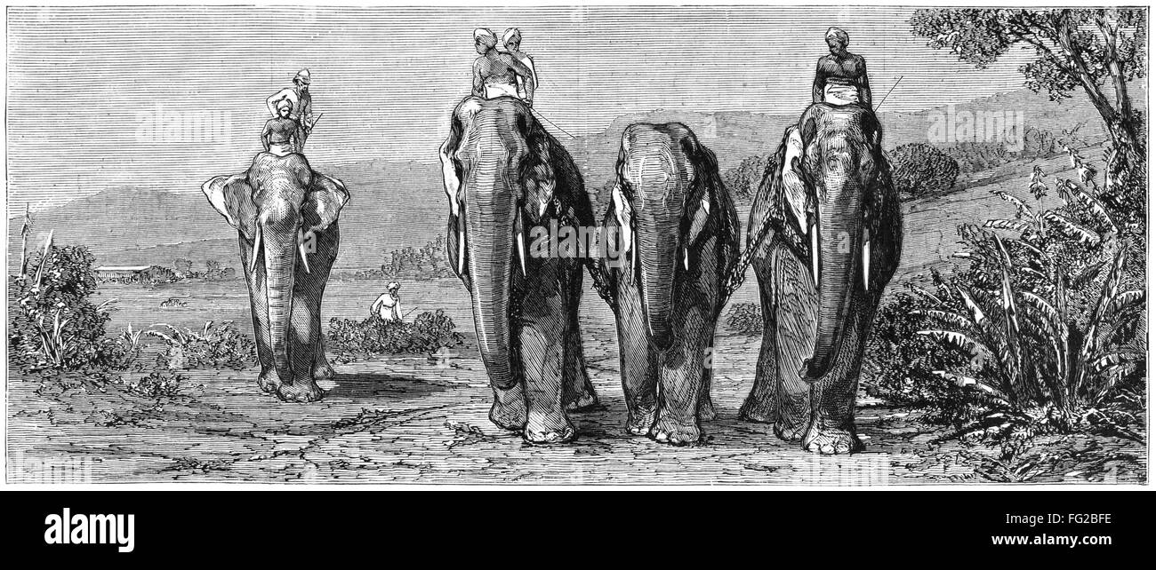 ELEPHANT CAPTURE, 1874. /nSri Lankans leading a captive elephant ...