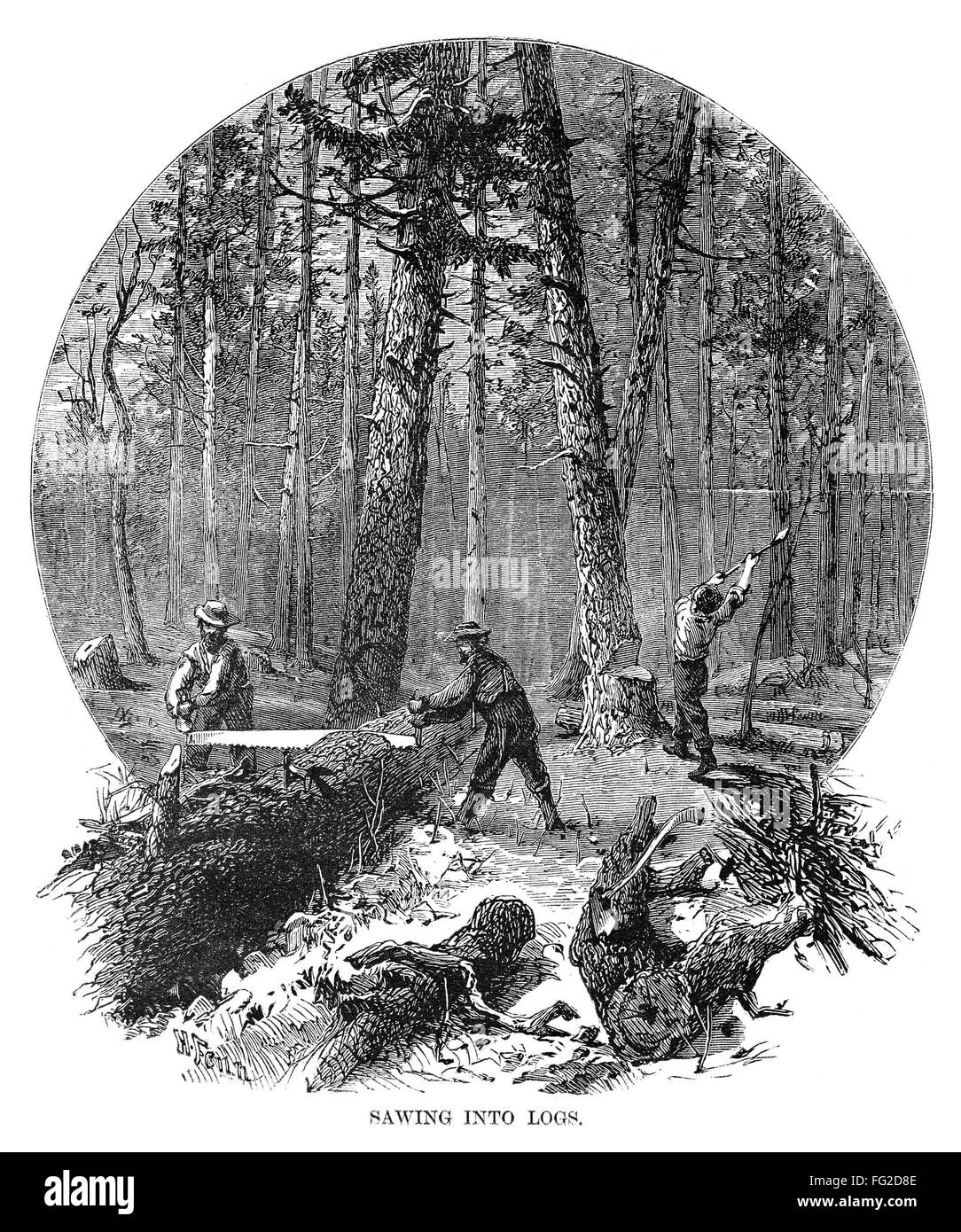 MINNESOTA: LOGGING, 1870. /nLumberjacks sawing a felled tree into logs ...