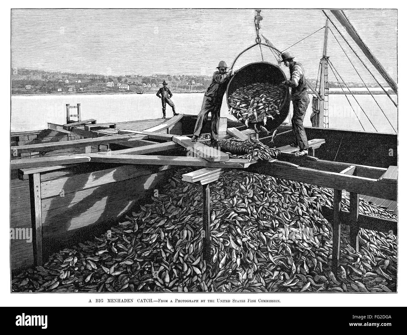 FISHING INDUSTRY, 1889. /n'A big menhaden catch.' Engraving, 1889 Stock ...