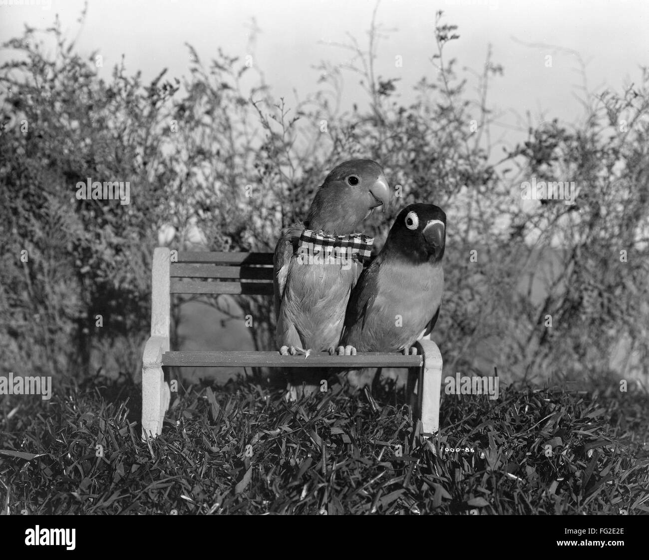 BILL AND COO, 1948. /nFilm still from 'Bill and Coo,' starring Burton's ...