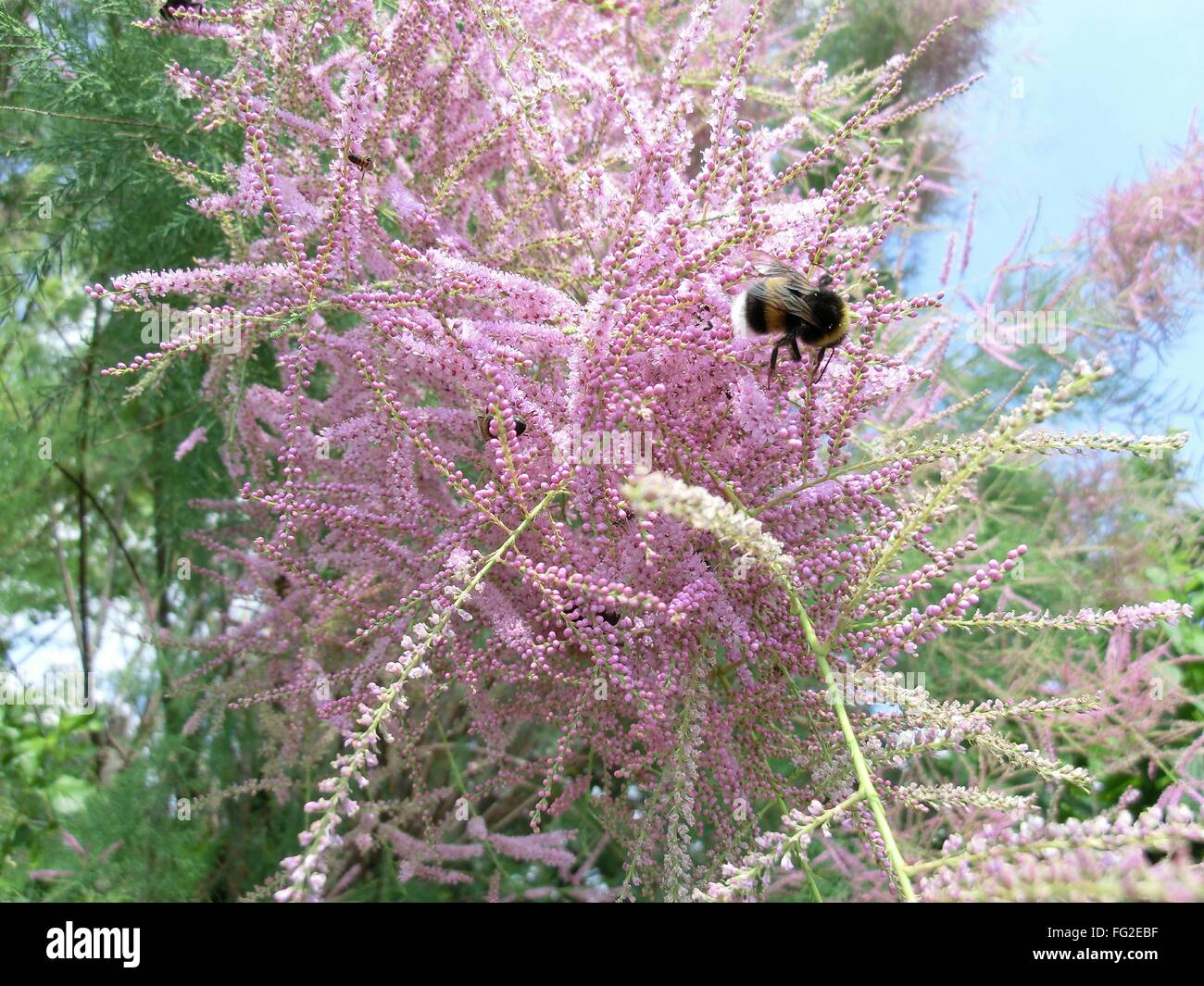 Pink flowers with bee hi-res stock photography and images - Alamy