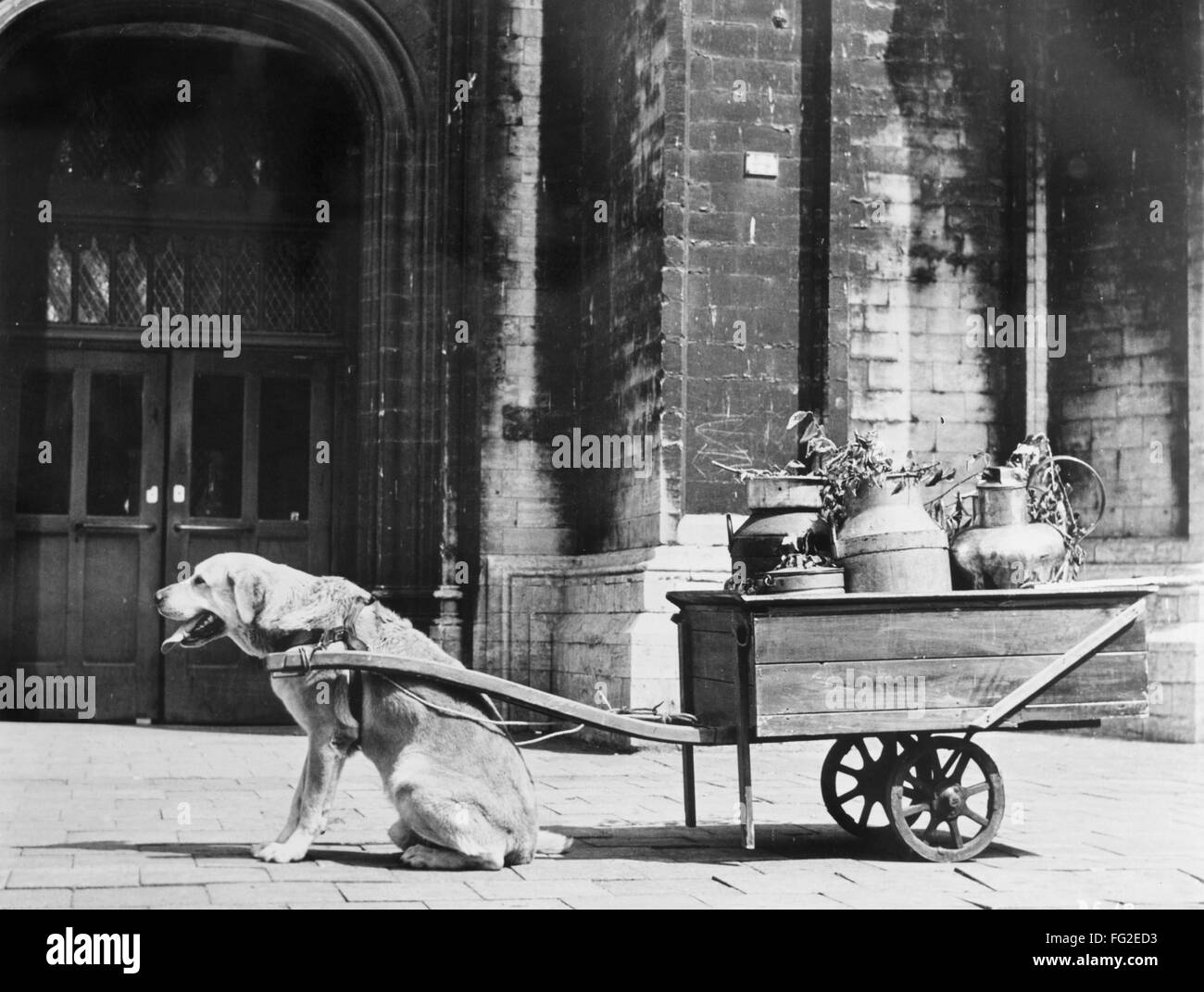 A DOG OF FLANDERS, 1959. /nA scene from 'A Dog of Flanders,' directed ...