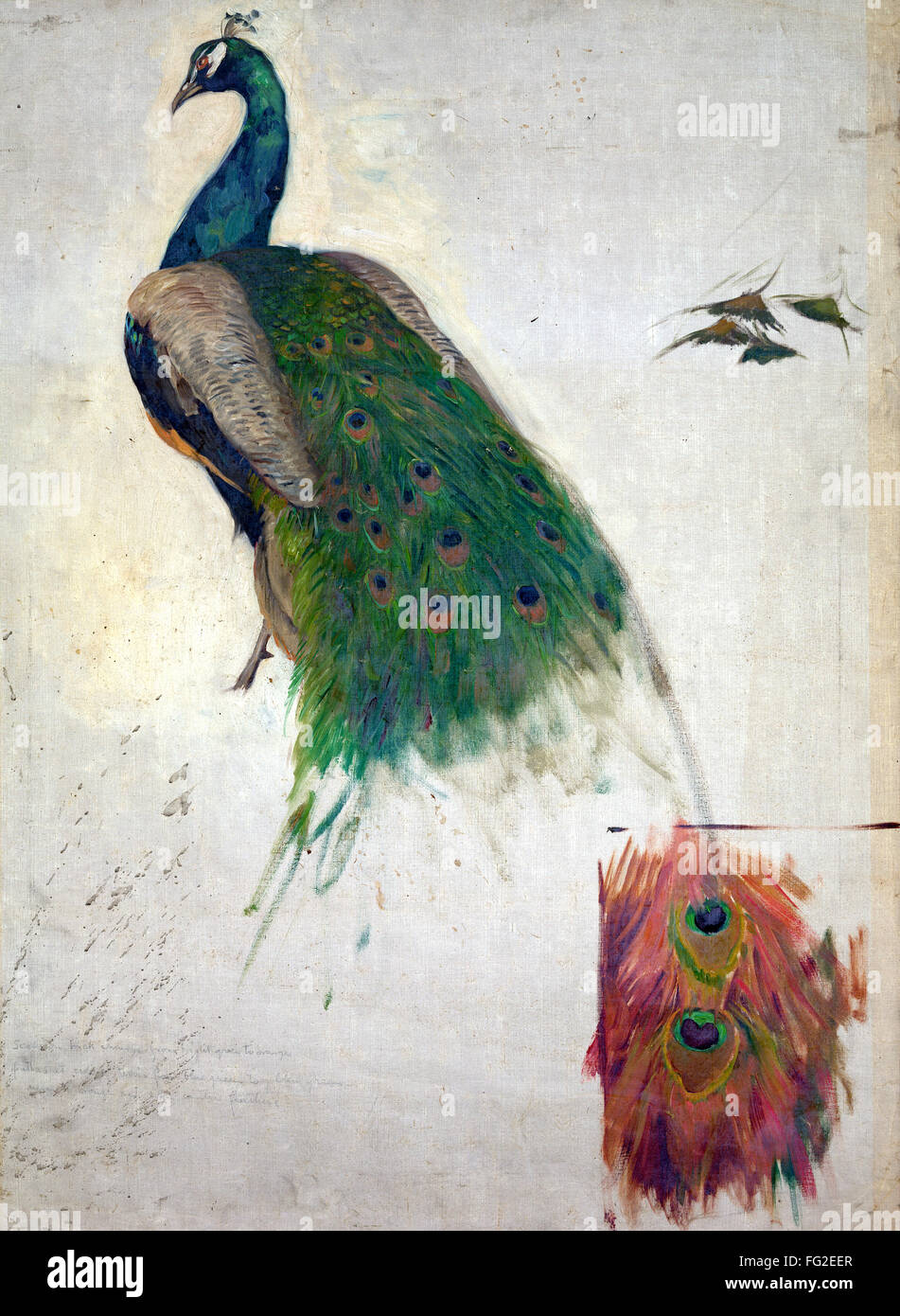 COX: PEACOCK, 1896. /nStudy of a peacock for a mural in the Library of ...
