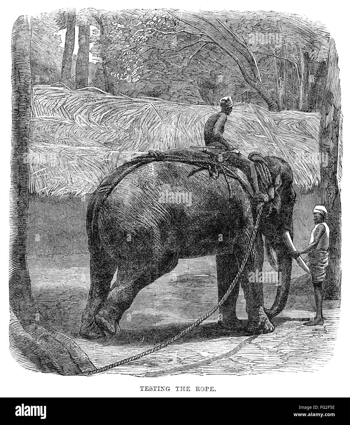 SRI LANKA: ELEPHANT CAPTURE. /n'Testing the Rope' of a newly captured ...