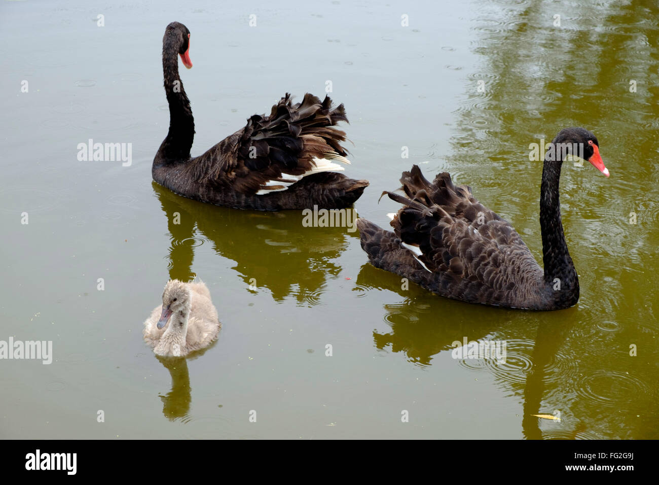 Cygnet australia hi-res stock photography and images - Alamy