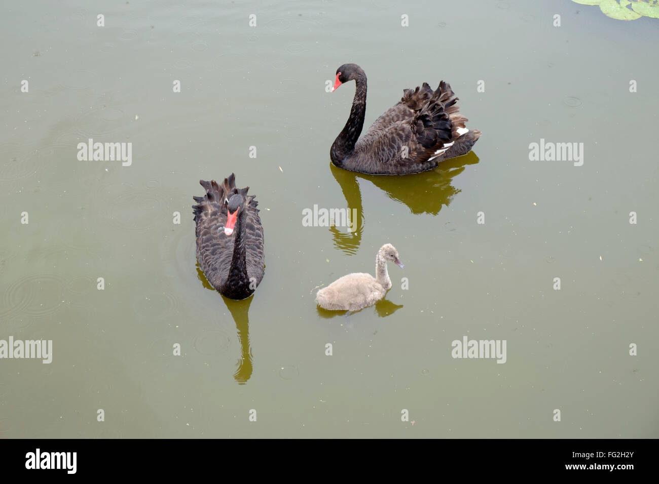 Cygnet australia hi-res stock photography and images - Alamy