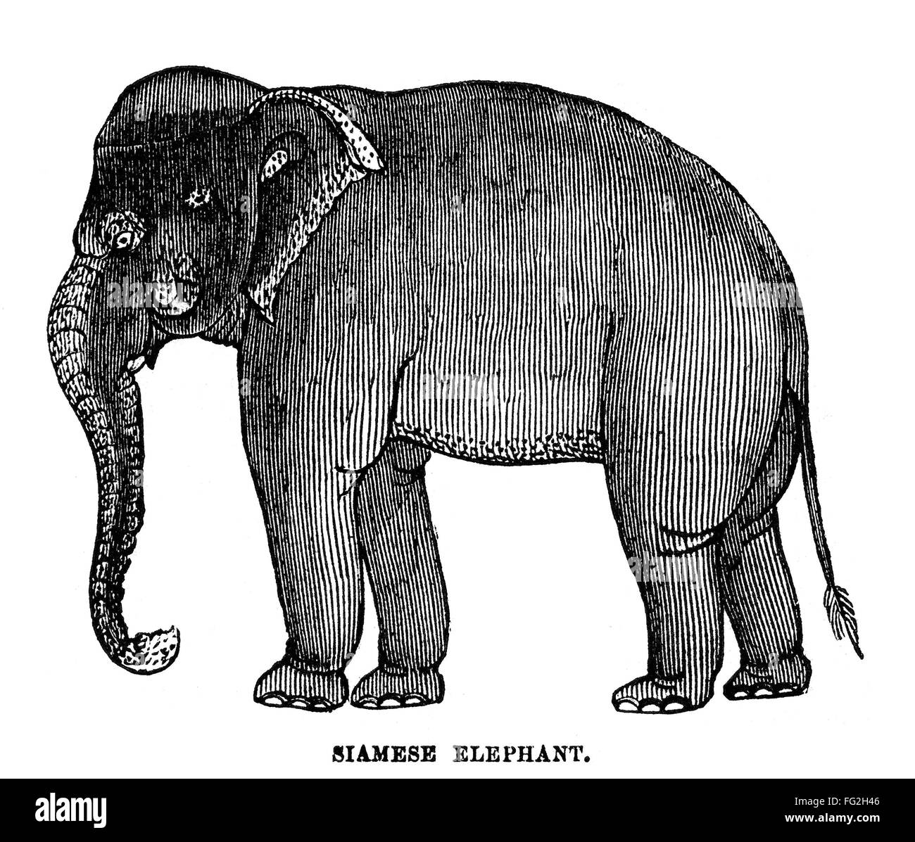 THAI ELEPHANT, 1855. /n'Siamese Elephant.' Wood engraving, English ...