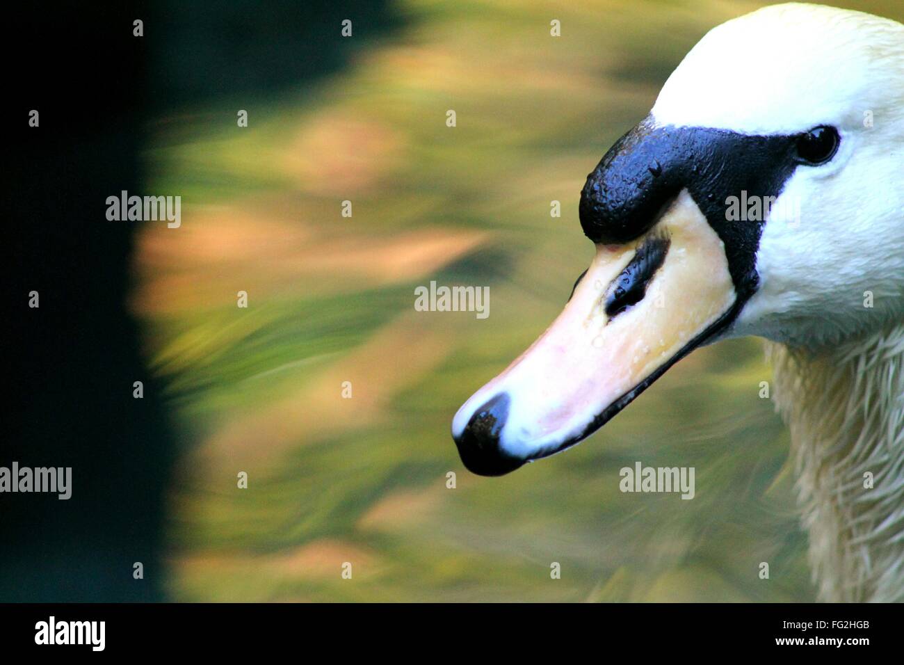 Swan body hi-res stock photography and images - Alamy