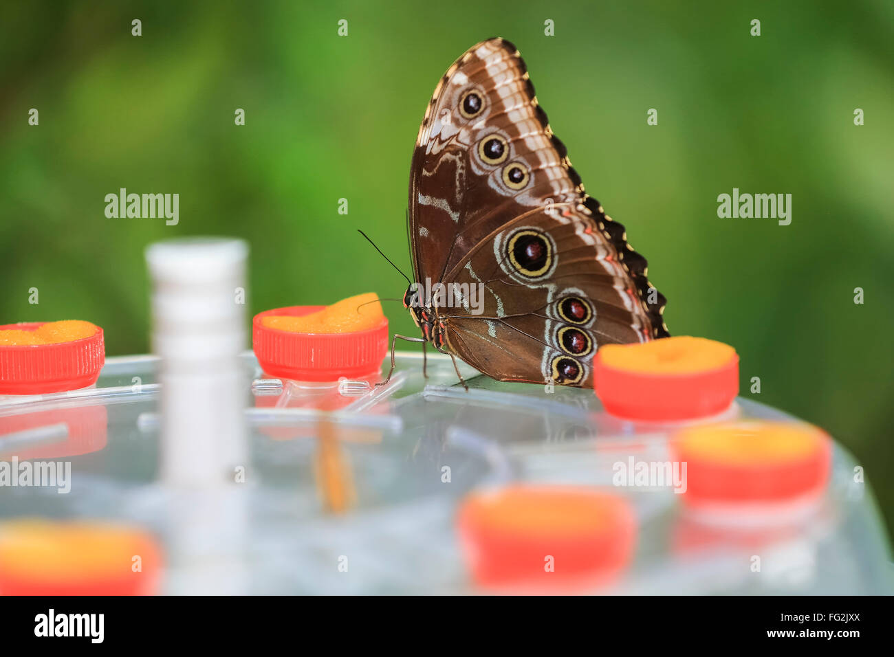 Helena Morpho (Morpho helenor carillesis Stock Photo - Alamy