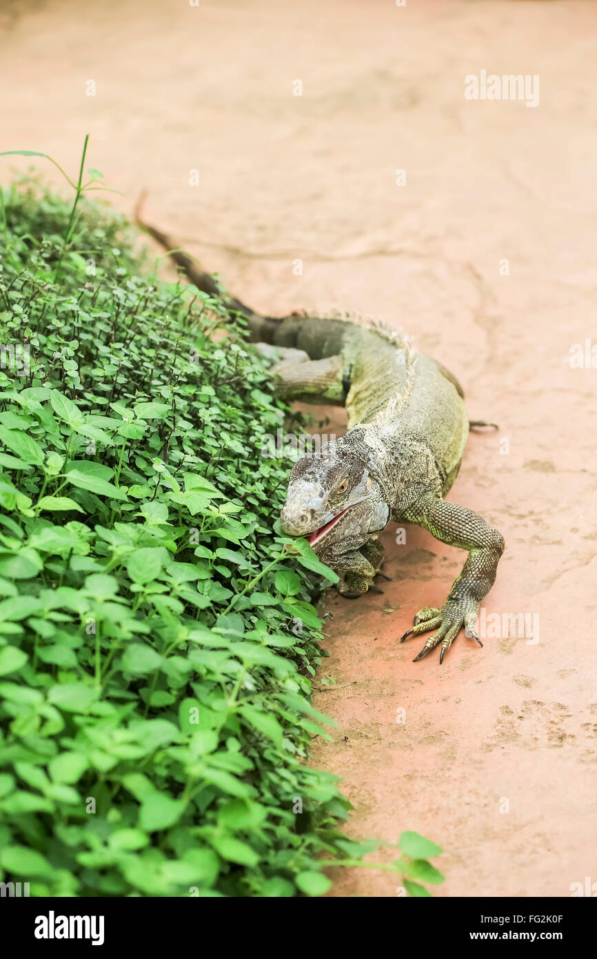 Iguana verde moves in natural habitat Stock Photo - Alamy