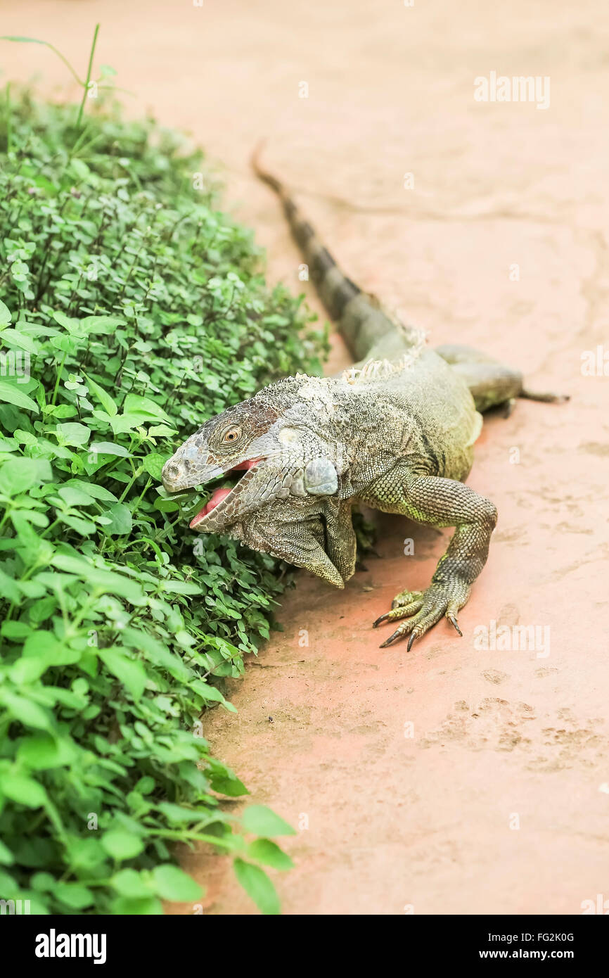 Female marine iguana hi-res stock photography and images - Alamy
