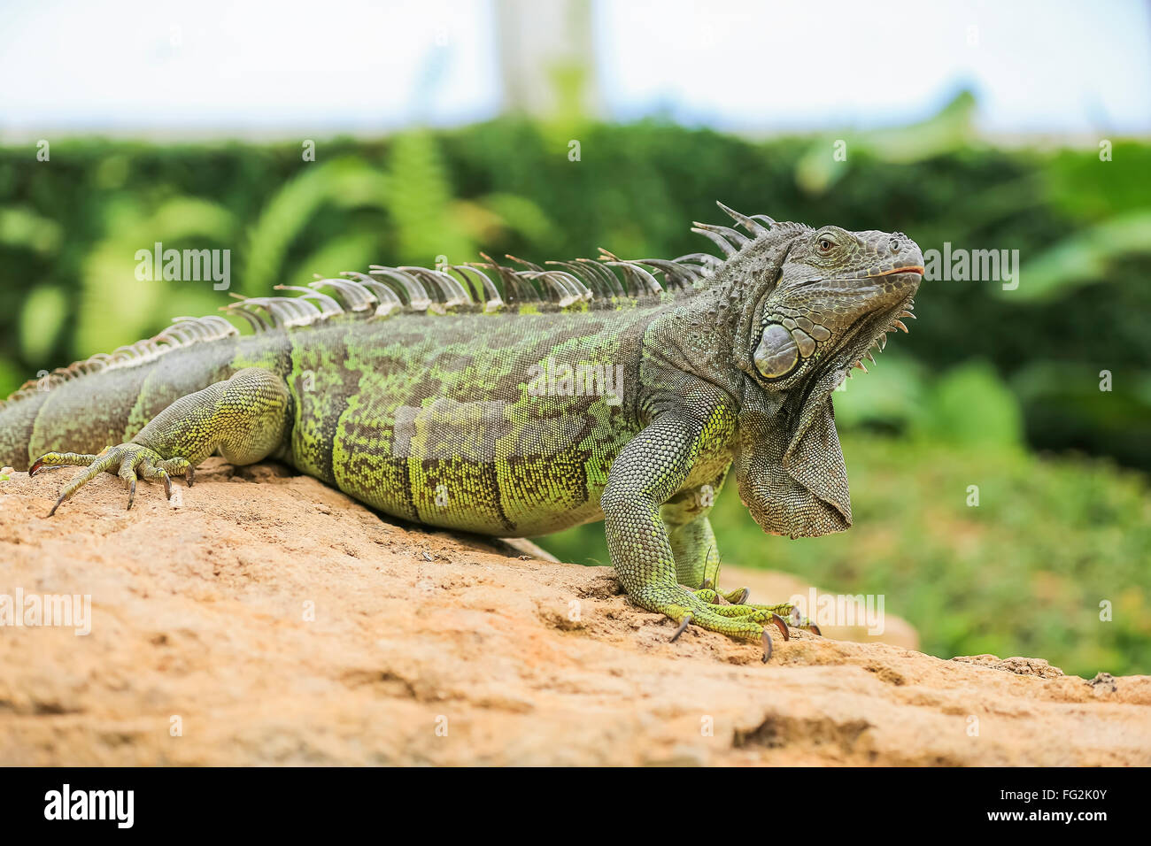Iguana verde moves in natural habitat Stock Photo - Alamy