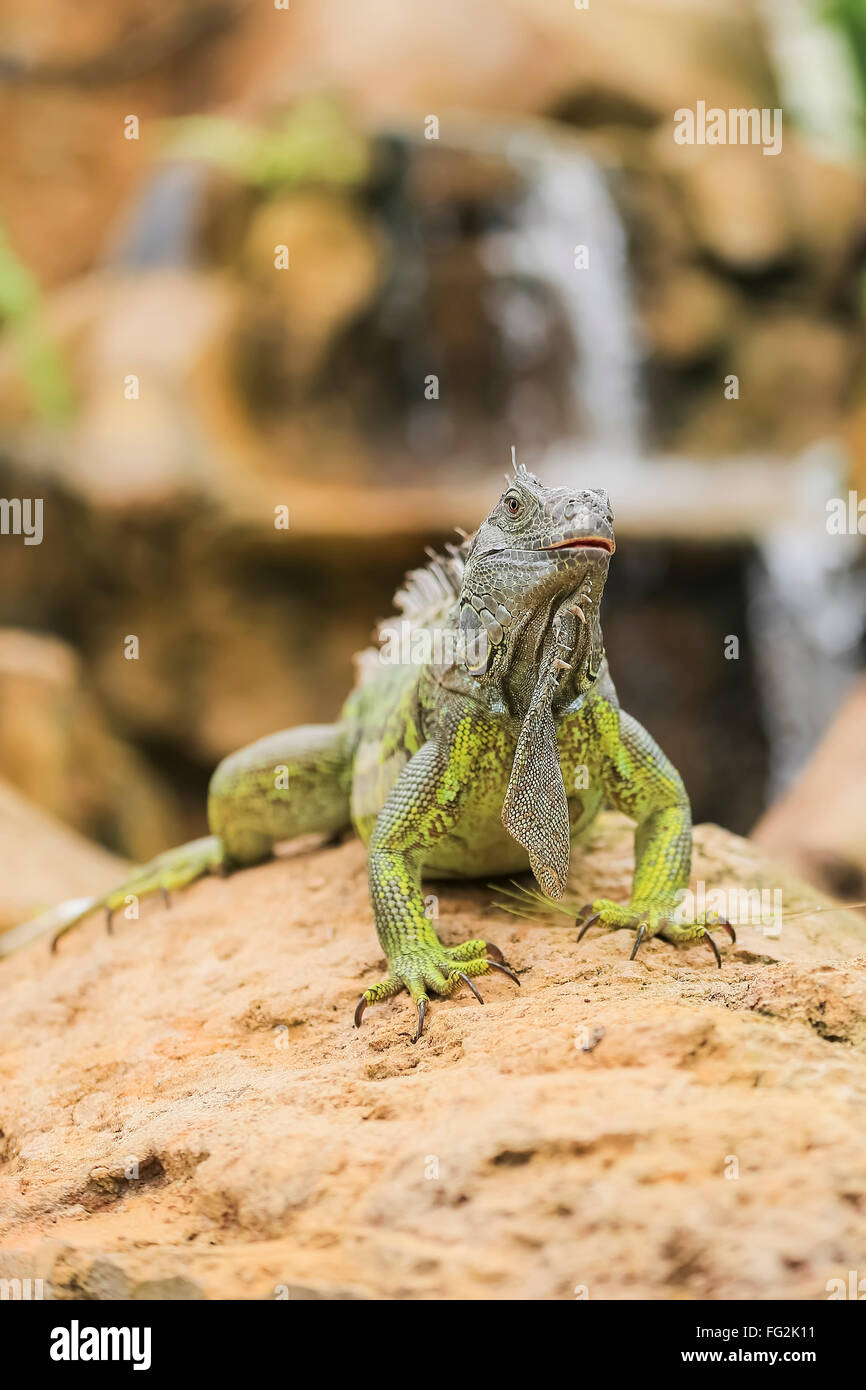 Iguana verde moves in natural habitat Stock Photo - Alamy