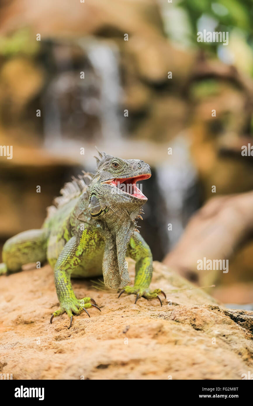 Iguana verde moves in natural habitat Stock Photo - Alamy