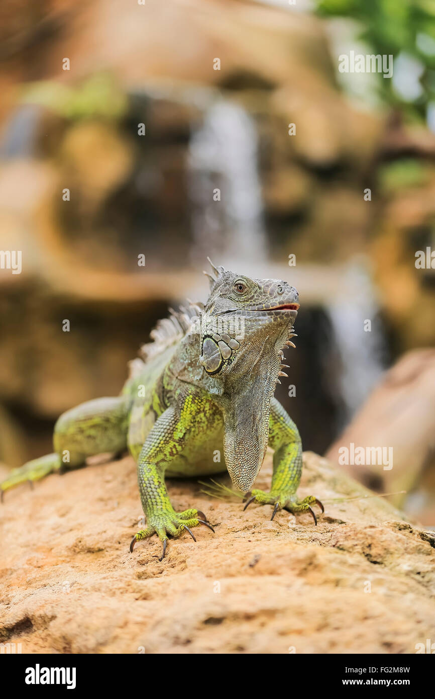 Iguana verde moves in natural habitat Stock Photo - Alamy
