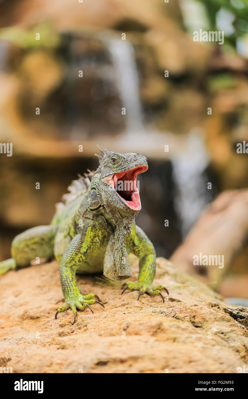 Iguana verde moves in natural habitat Stock Photo - Alamy