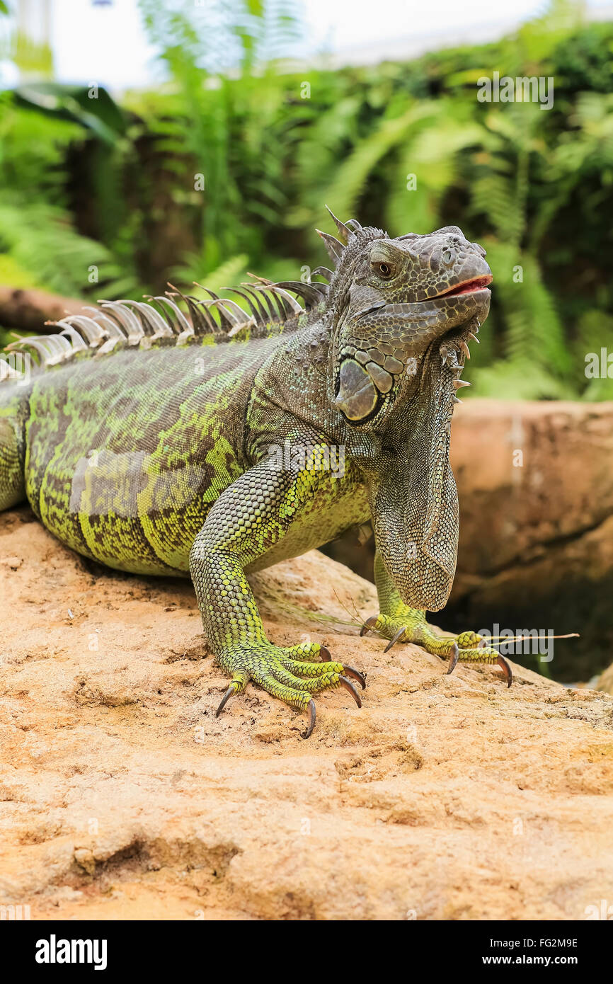 Iguana verde moves in natural habitat Stock Photo - Alamy