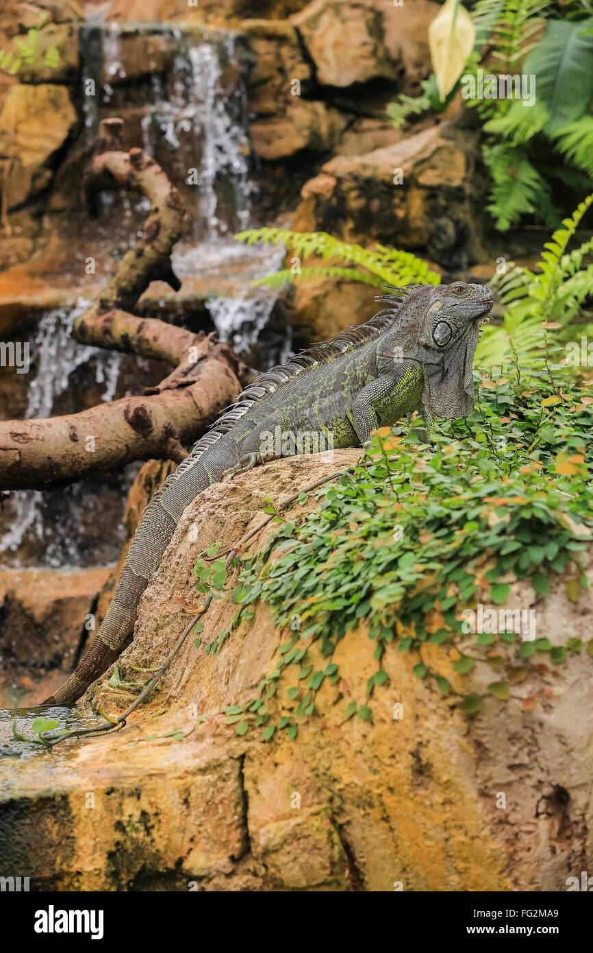 Iguana verde moves in natural habitat Stock Photo - Alamy