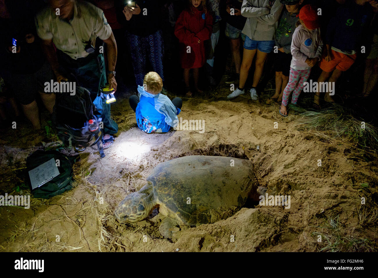 Loggerback turtle laying her eggs at Mon Repos Stock Photo - Alamy