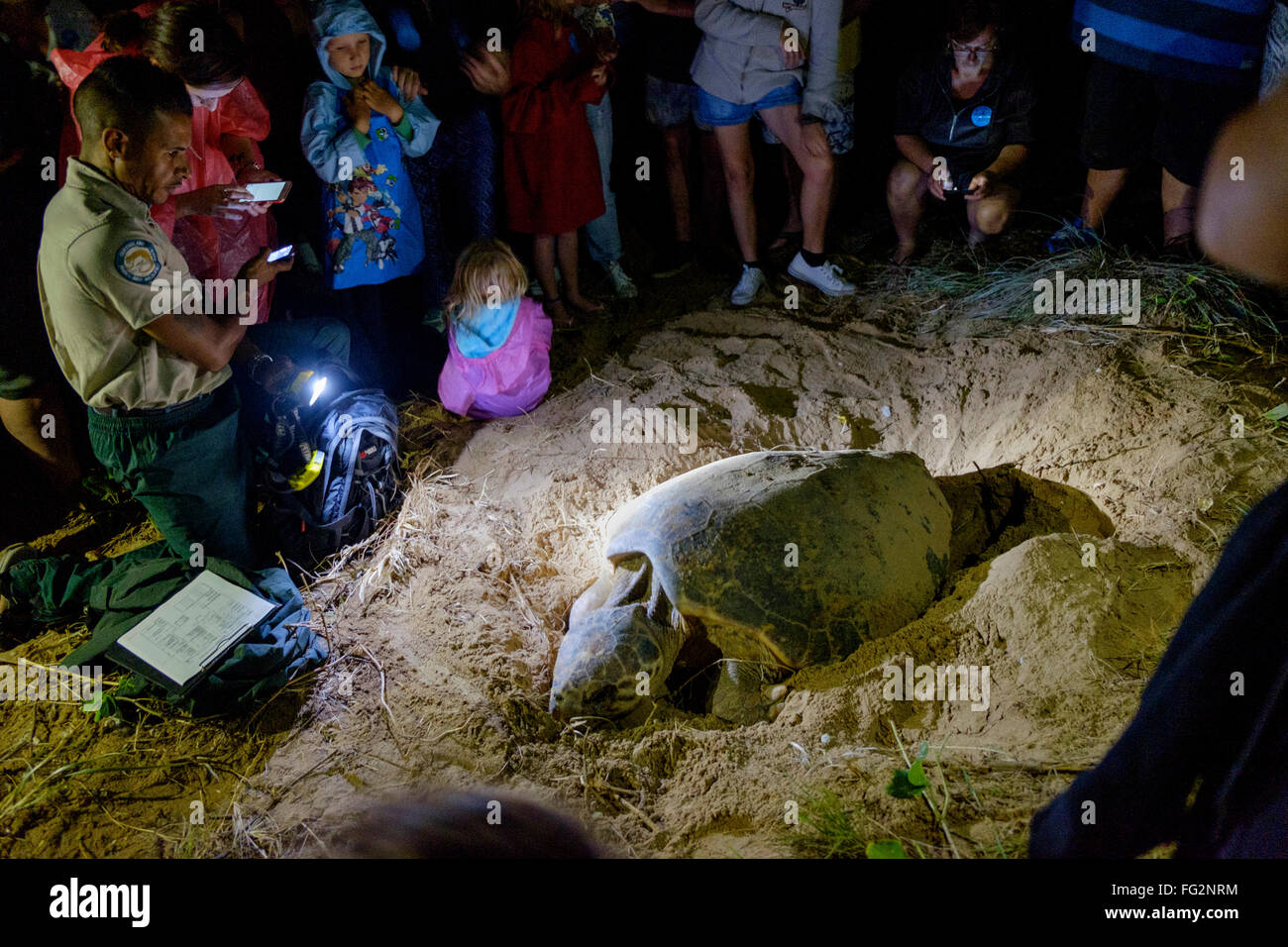 Loggerback turtle laying her eggs at Mon Repos Stock Photo - Alamy