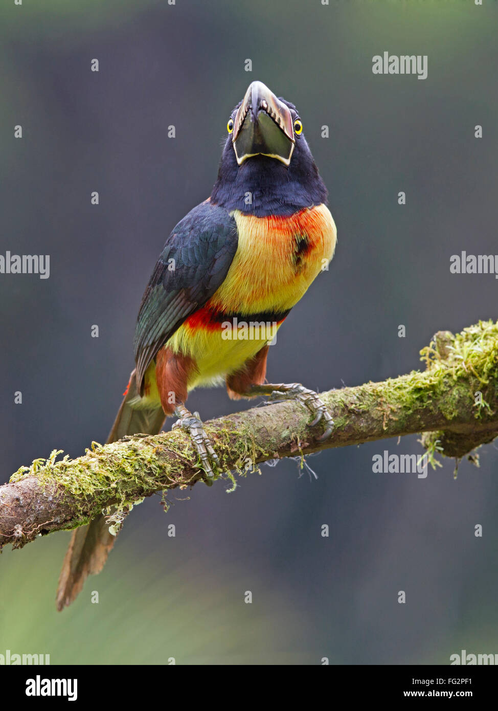 Collared aracari perched on branch with bill open Stock Photo - Alamy