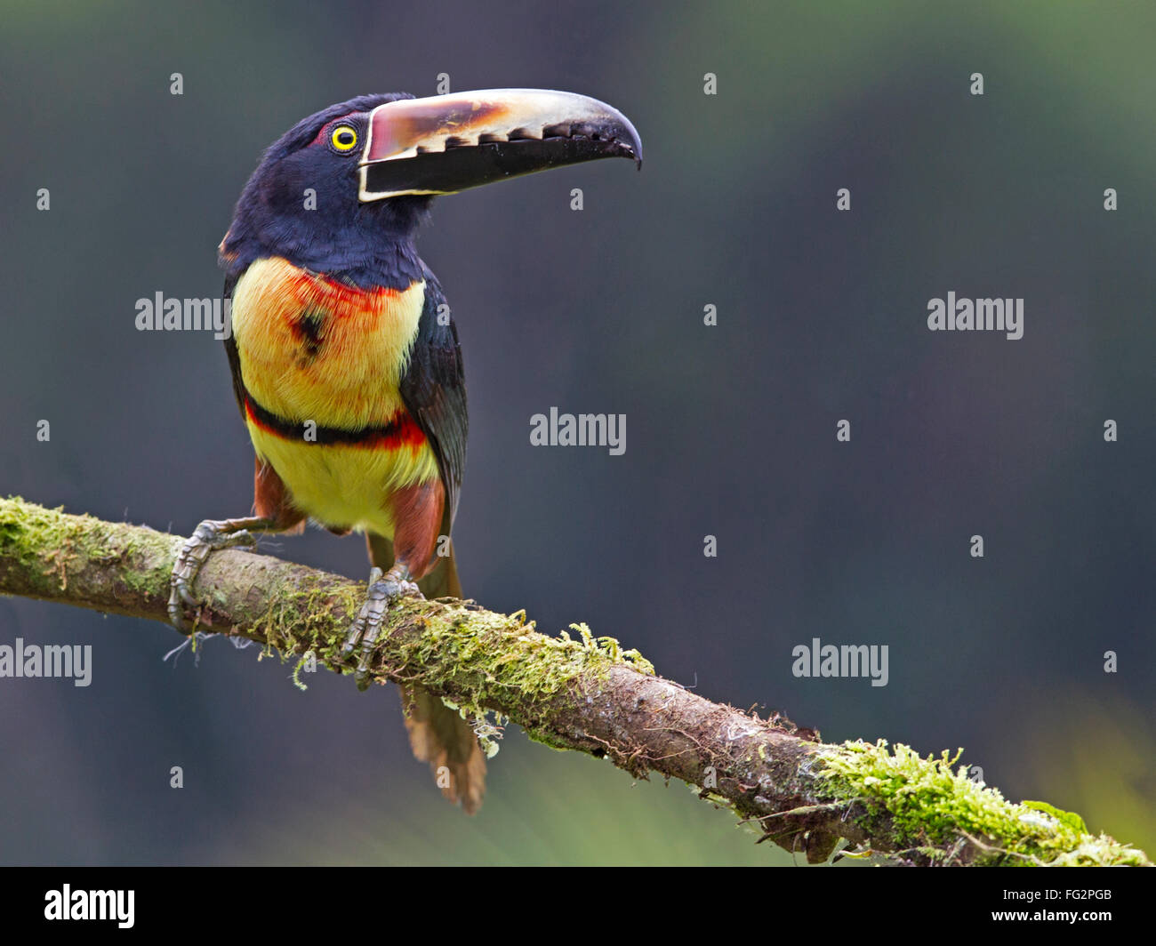 Collared aracari perched on branch Stock Photo - Alamy