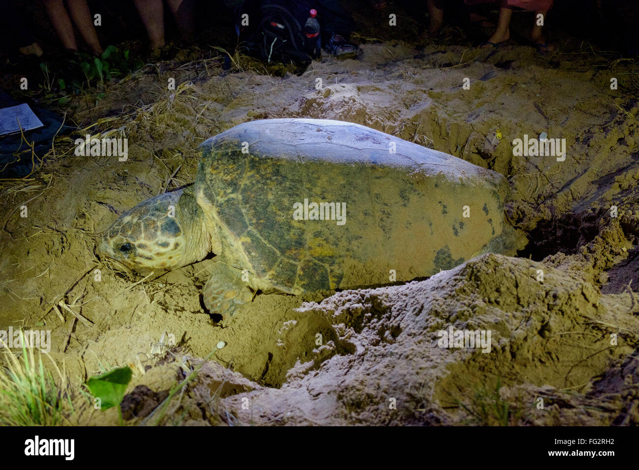 Loggerback turtle laying her eggs at Mon Repos Stock Photo - Alamy