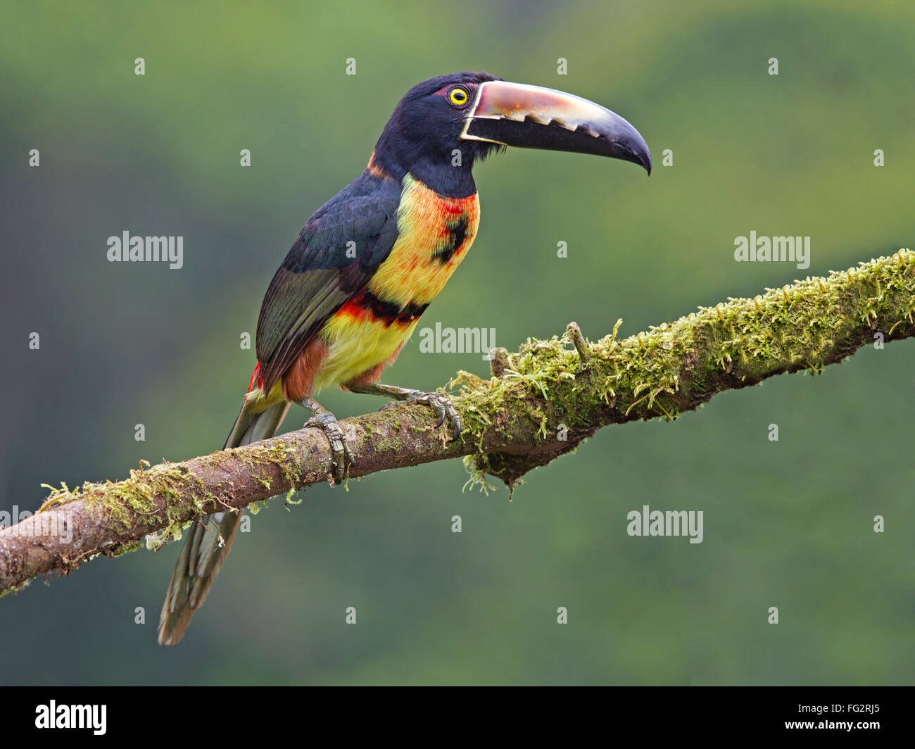 Collared aracari hi-res stock photography and images - Alamy