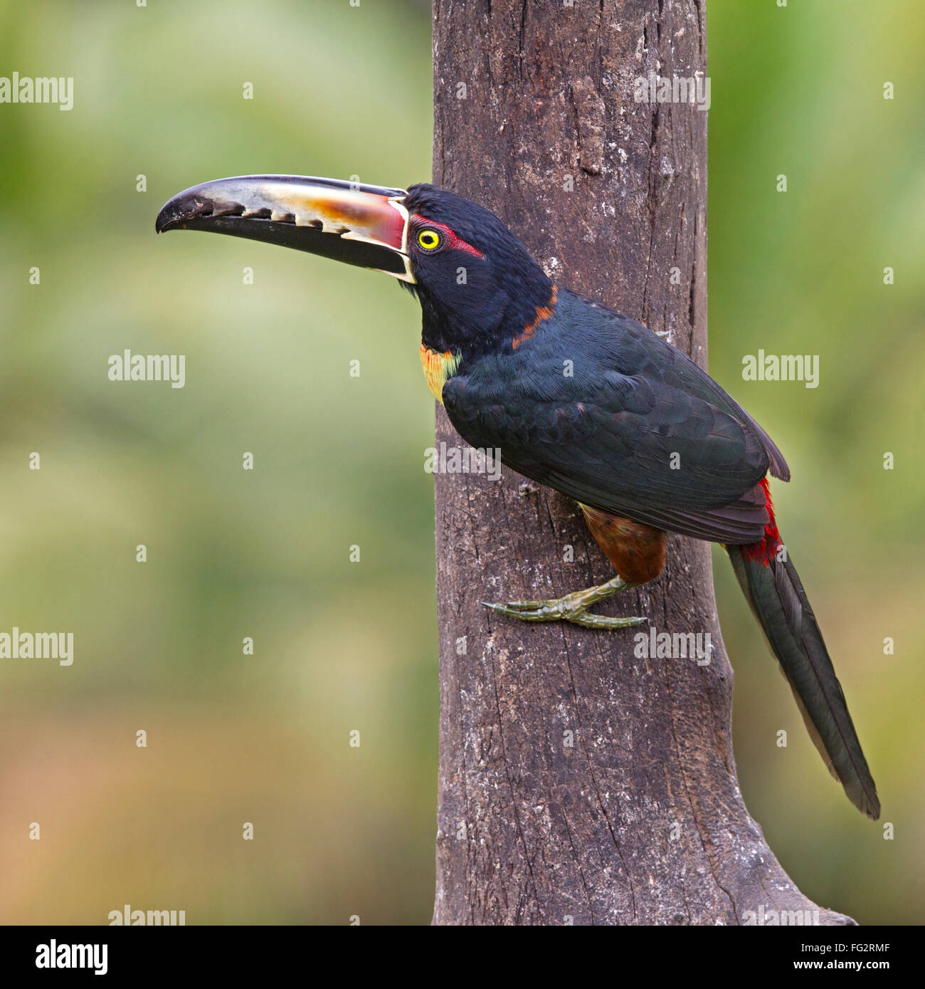 Collared aracari perched on tree trunk Stock Photo - Alamy